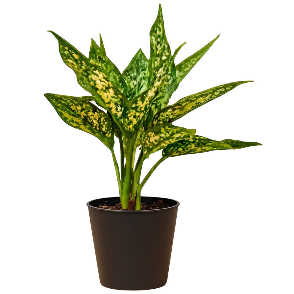 Aglaonema Snow White | Indoor Low Maintenance Plant with White & Green ...