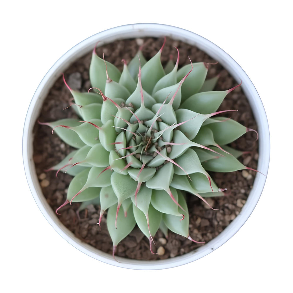 Buy Graptoveria Silver Star Online at Plant Centre – Beautiful Silver ...
